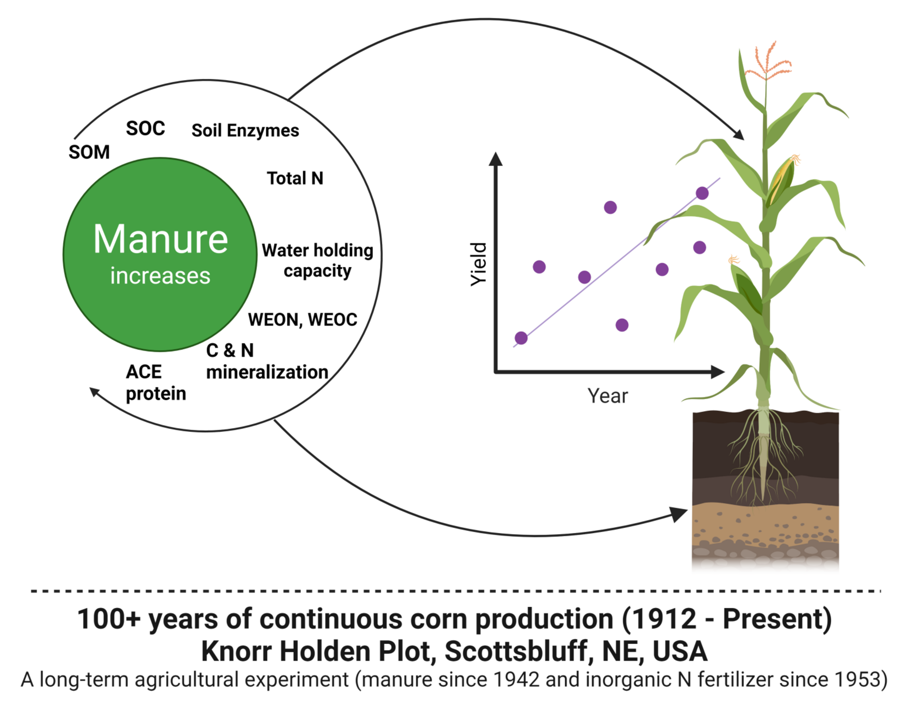 Manure Improves Soil Health and Provides Yield Stability and ...