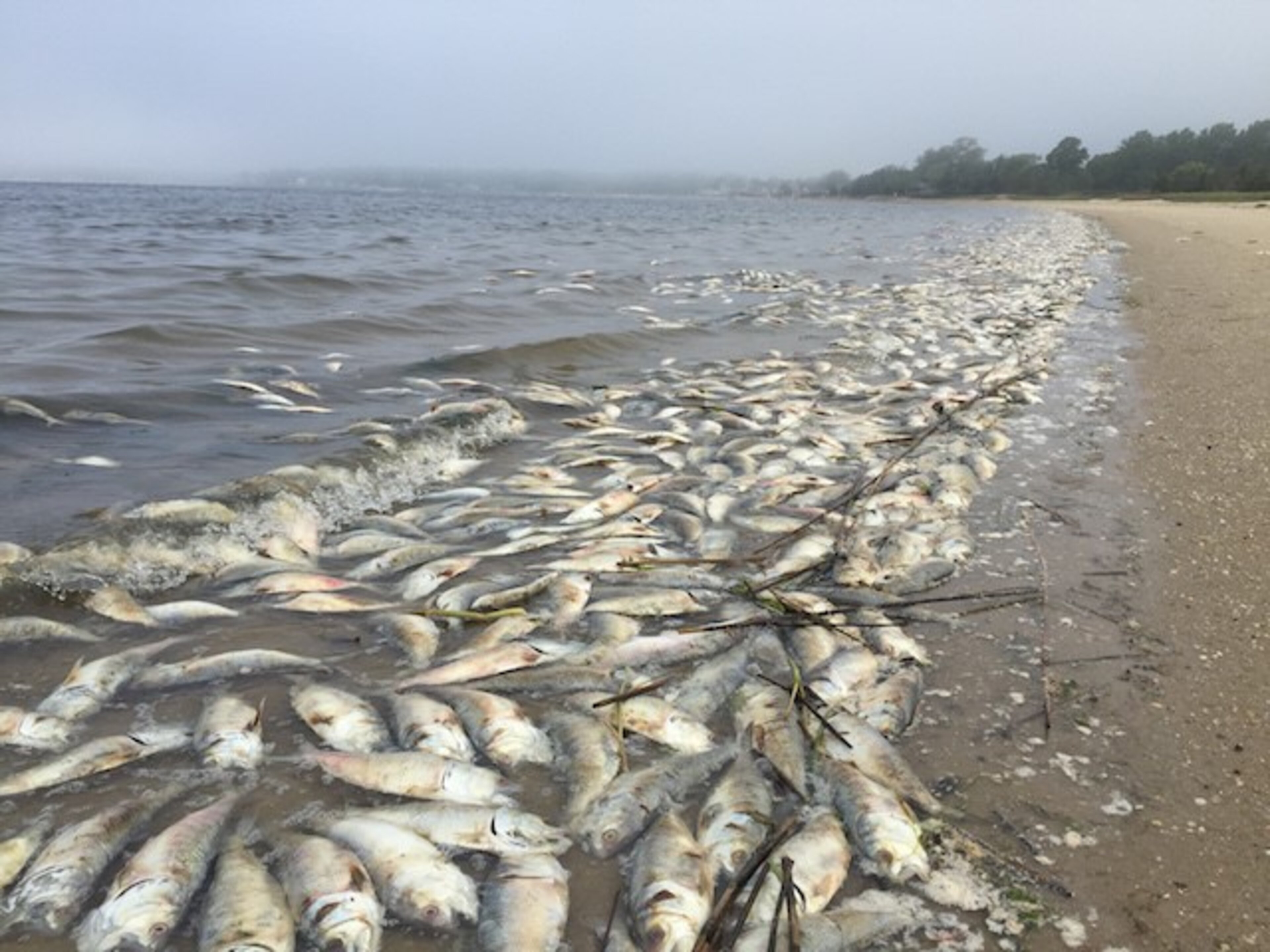 Effects of Manure on Fish Populations | UNL Water | Nebraska